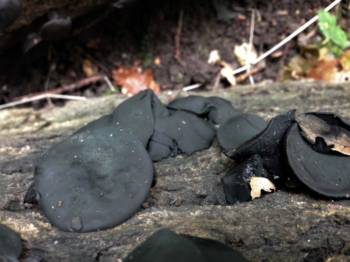 Black Bulgar - Wild Food UK