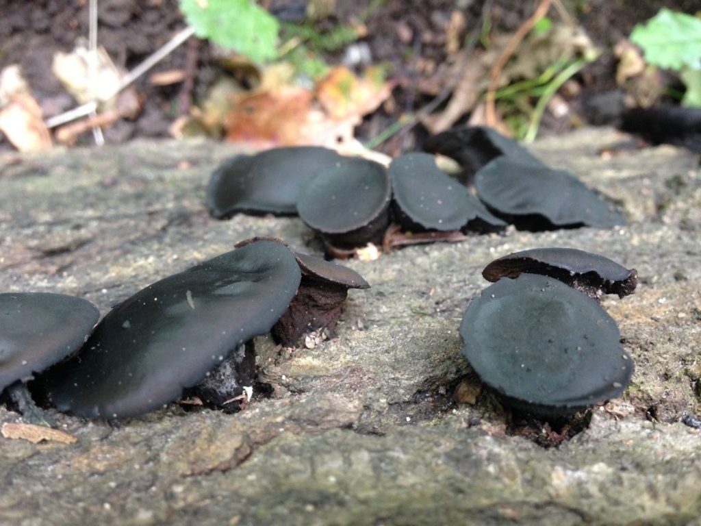 Black Bulgar - Wild Food UK