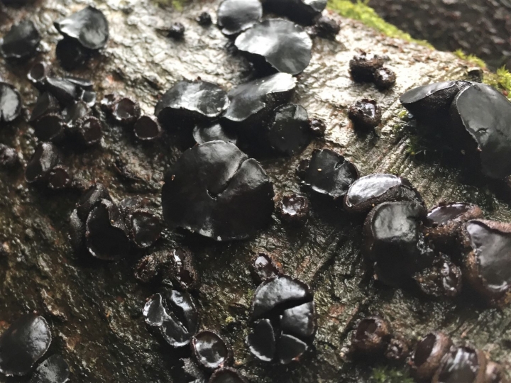 Black Bulgar - Wild Food UK