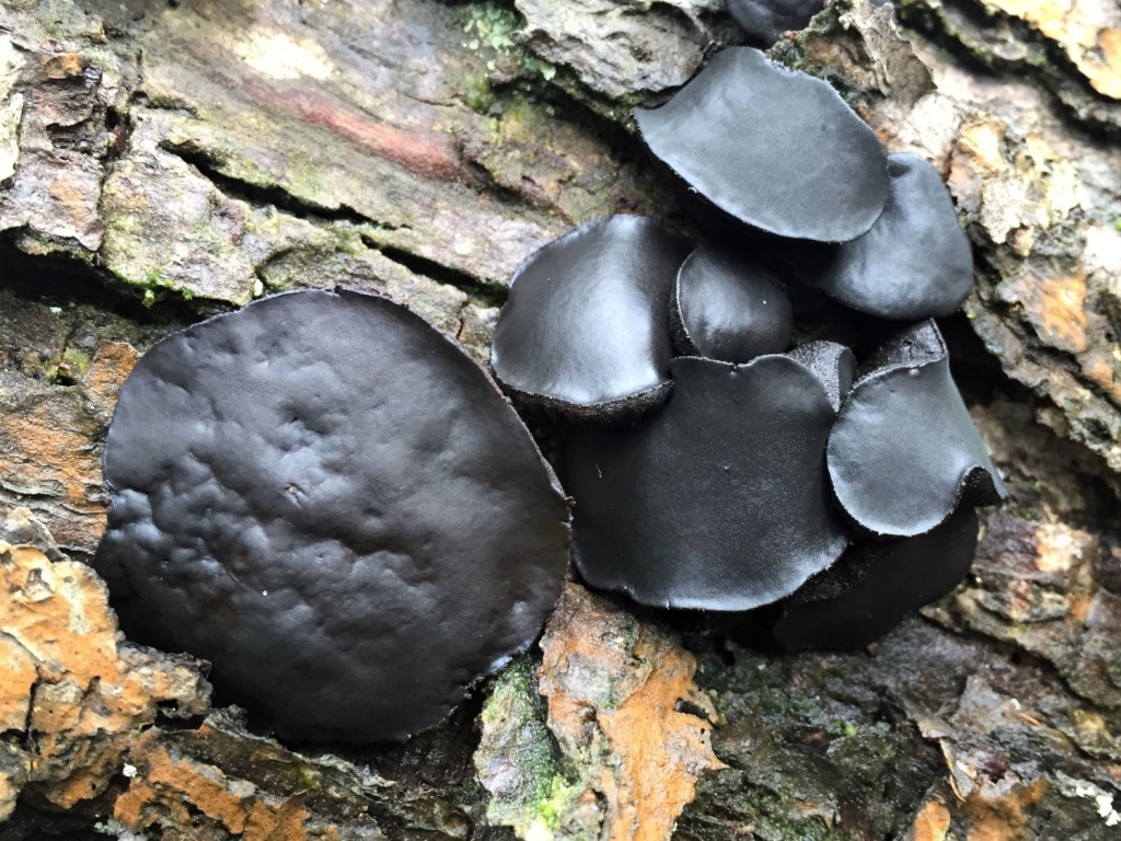 Black Bulgar - Wild Food UK