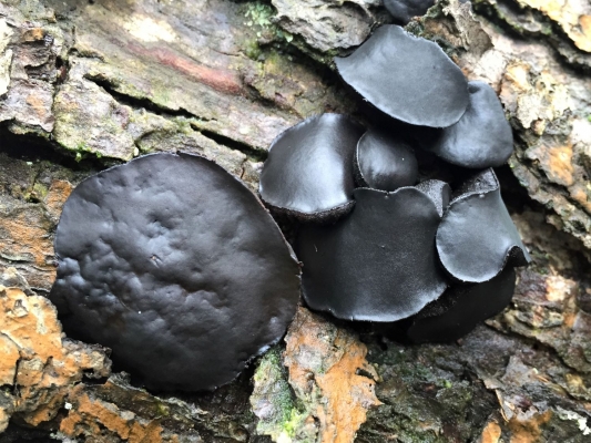 Black Bulgar - Wild Food UK