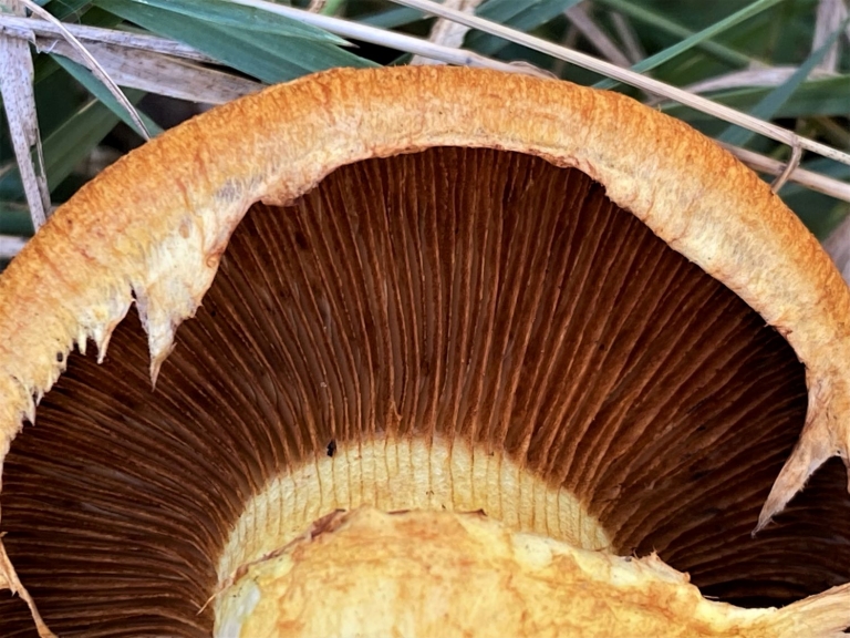 Spectacular Rustgill - Wild Food UK