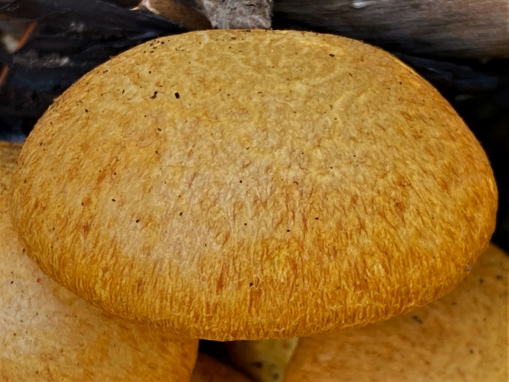 Spectacular Rustgill - Wild Food UK