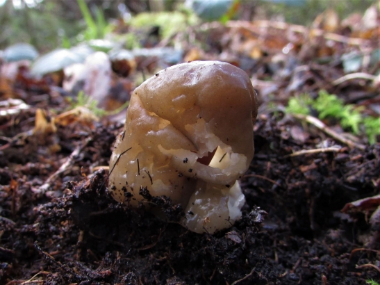 Thimble Morel - Wild Food UK