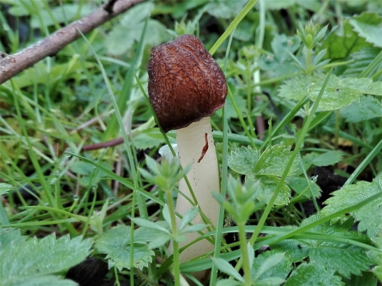 Thimble Morel - Wild Food UK