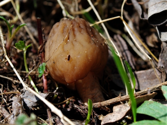 Thimble Morel - Wild Food UK