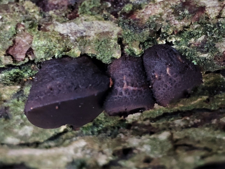 Black Bulgar - Wild Food UK