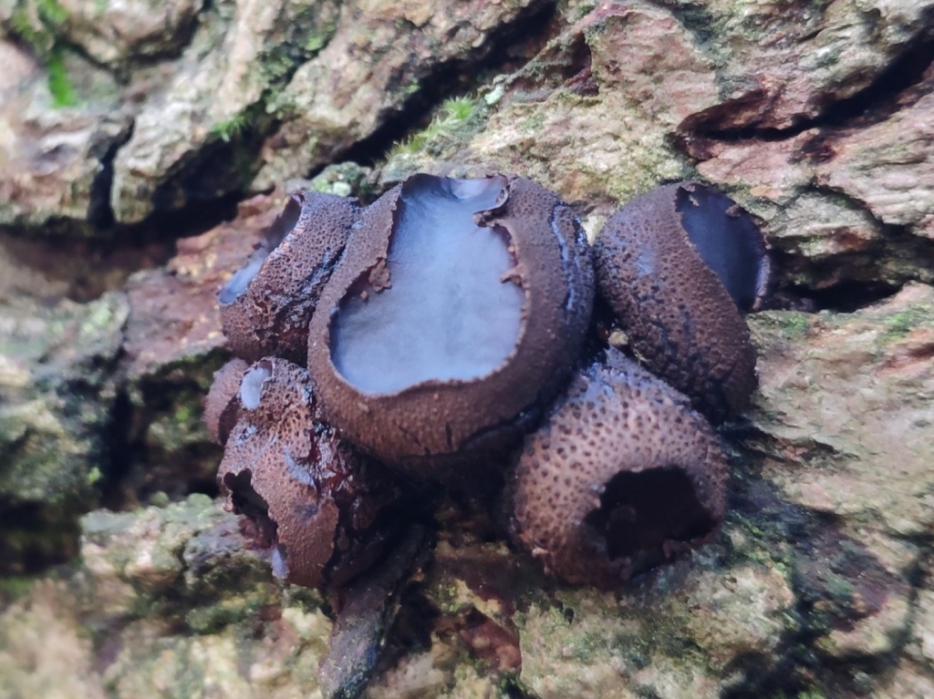 Black Bulgar - Wild Food UK