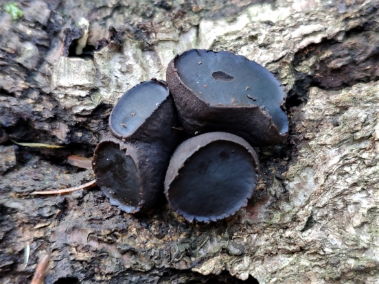 Black Bulgar - Wild Food UK