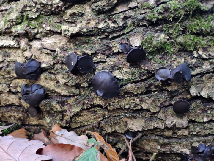 Black Bulgar - Wild Food UK