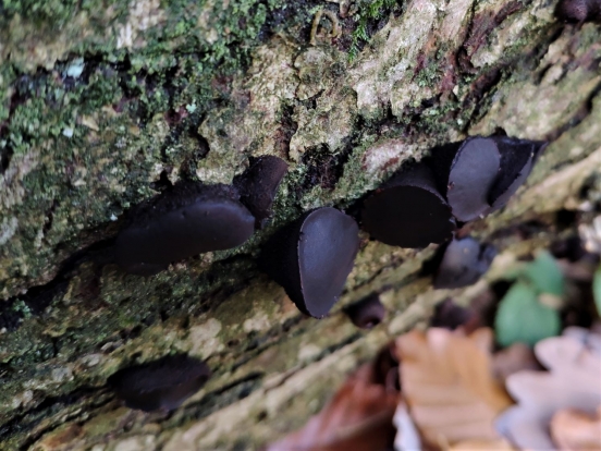 Black Bulgar - Wild Food UK