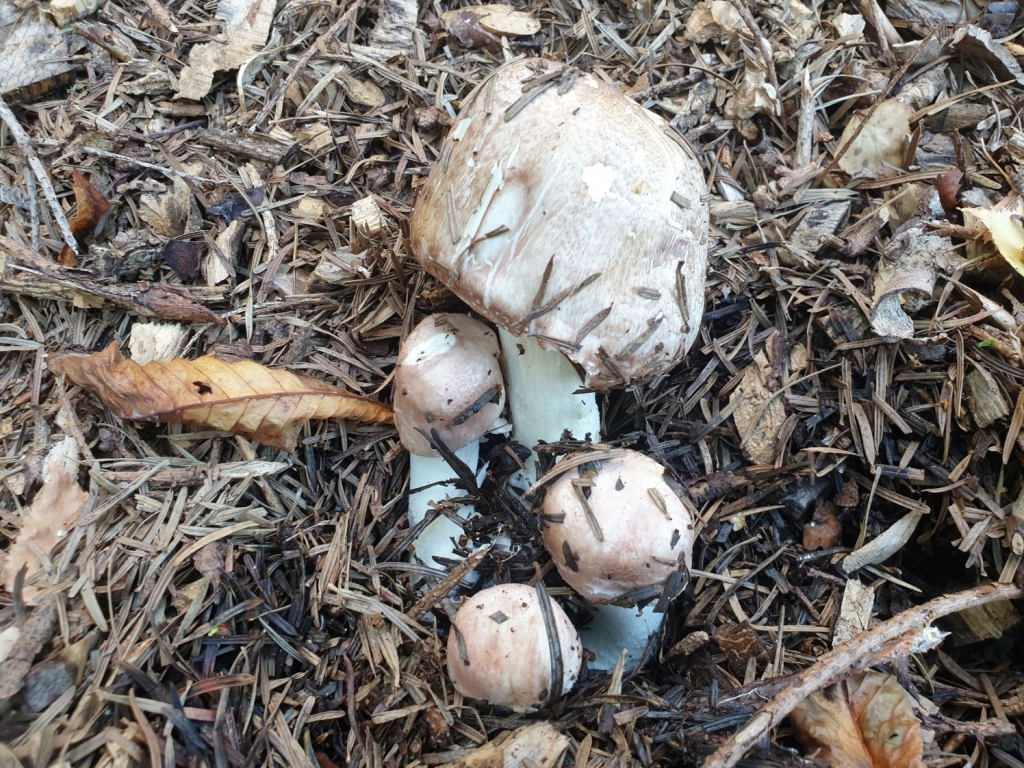 Almond Mushroom - Wild Food UK