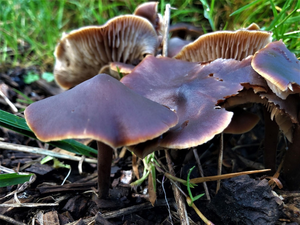 Cucumber Cap - Wild Food UK