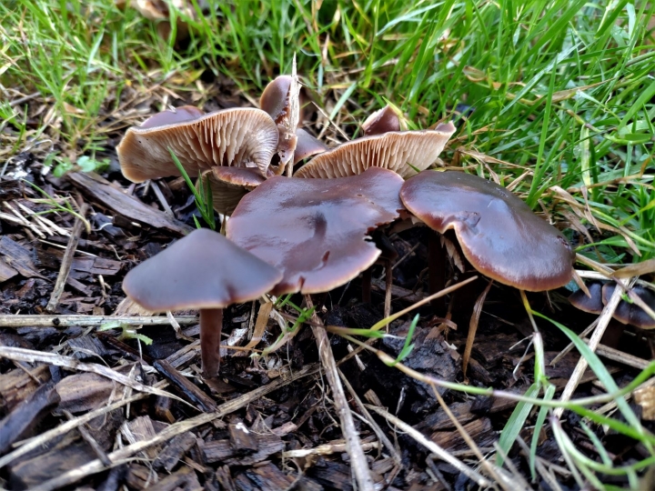 Cucumber Cap - Wild Food UK