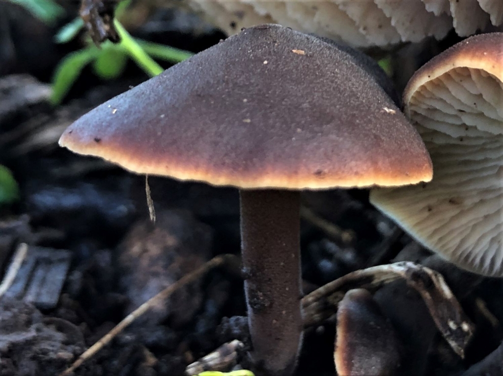 Cucumber Cap - Wild Food UK