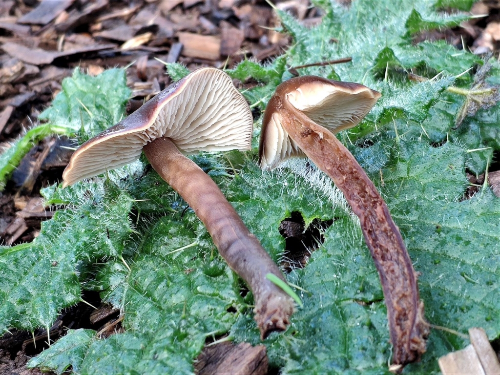 Cucumber Cap - Wild Food UK