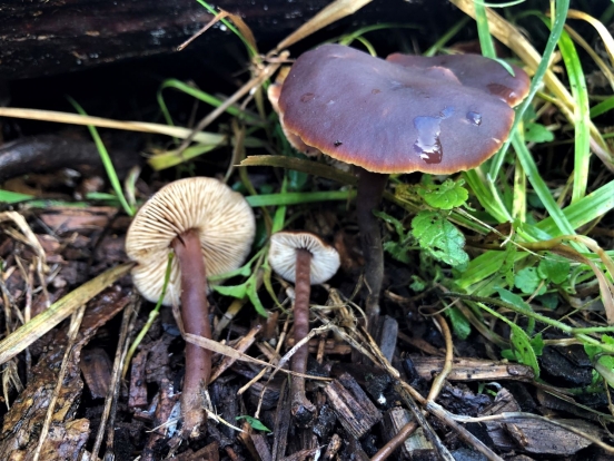Cucumber Cap - Wild Food UK