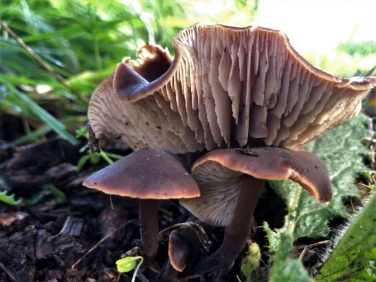 Cucumber Cap - Wild Food UK