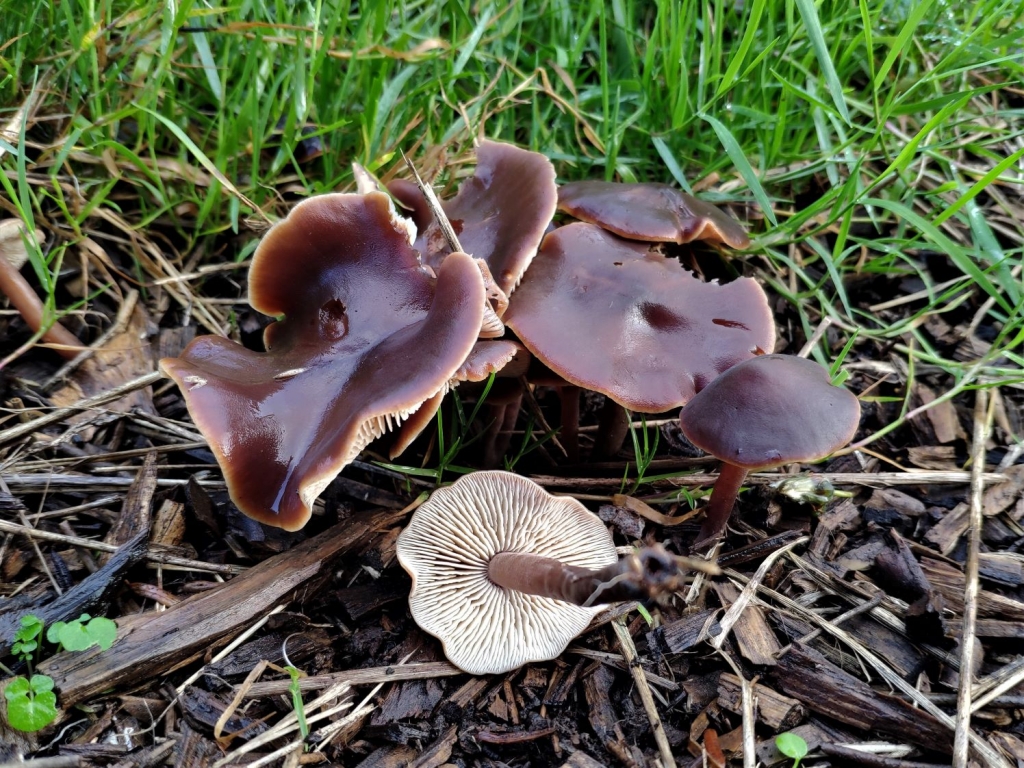 Cucumber Cap - Wild Food UK