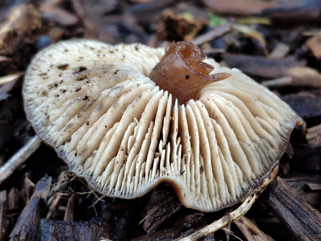 Cucumber Cap - Wild Food UK