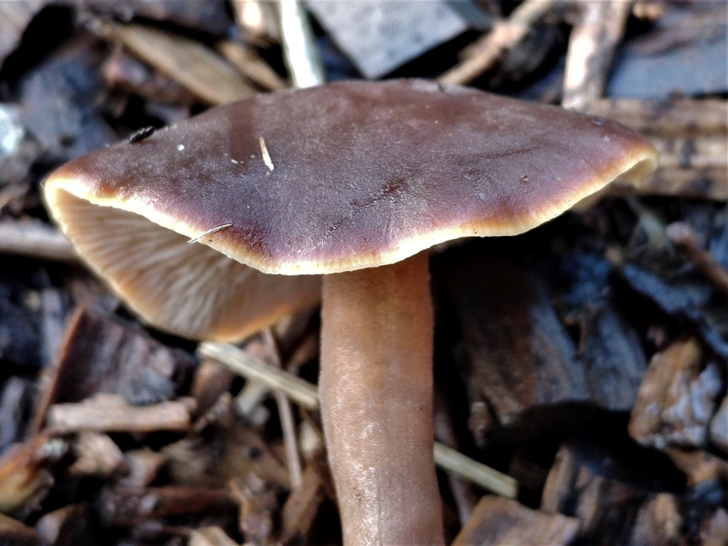 Cucumber Cap - Wild Food UK