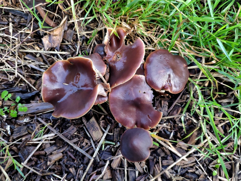 Cucumber Cap - Wild Food UK