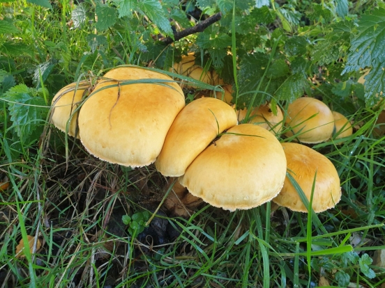 Golden Bootleg - Wild Food UK