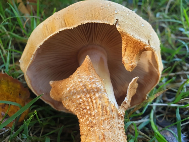 Golden Bootleg - Wild Food UK