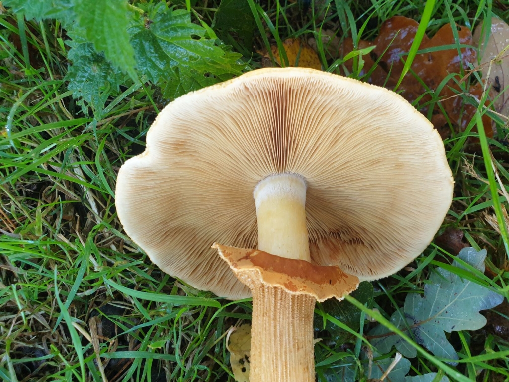 Golden Bootleg - Wild Food UK