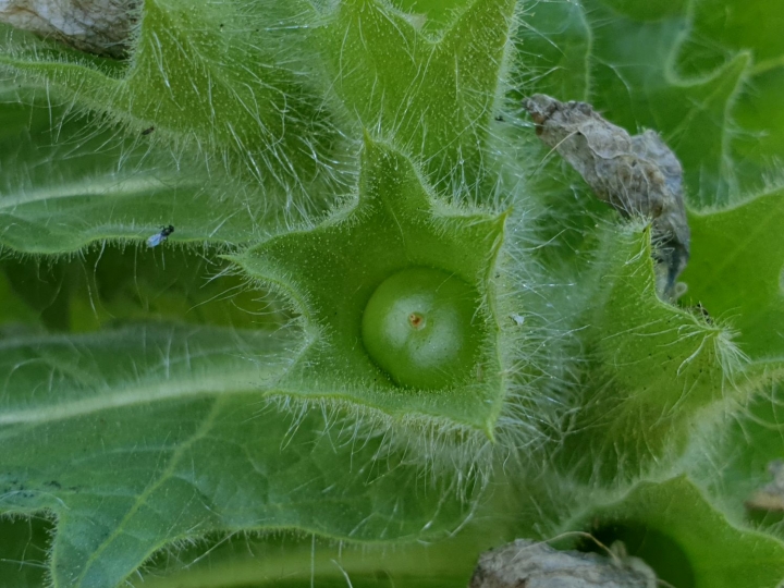 Henbane - Wild Food UK