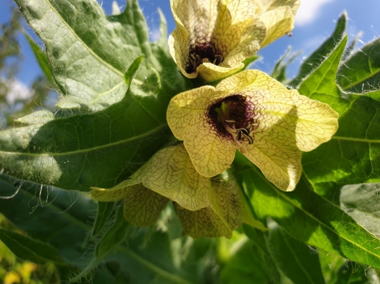 Henbane - Wild Food UK
