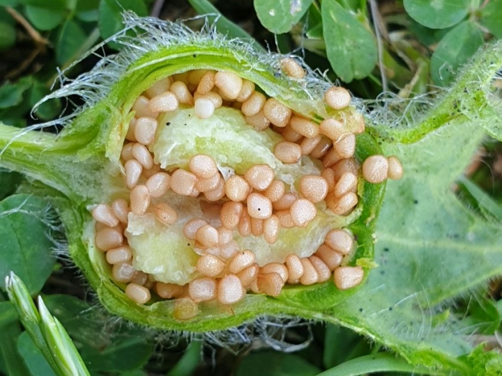Henbane - Wild Food UK