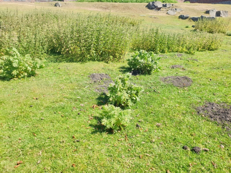 Henbane - Wild Food UK