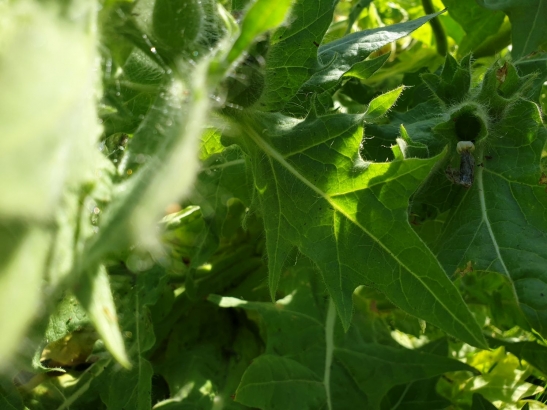 Henbane - Wild Food UK