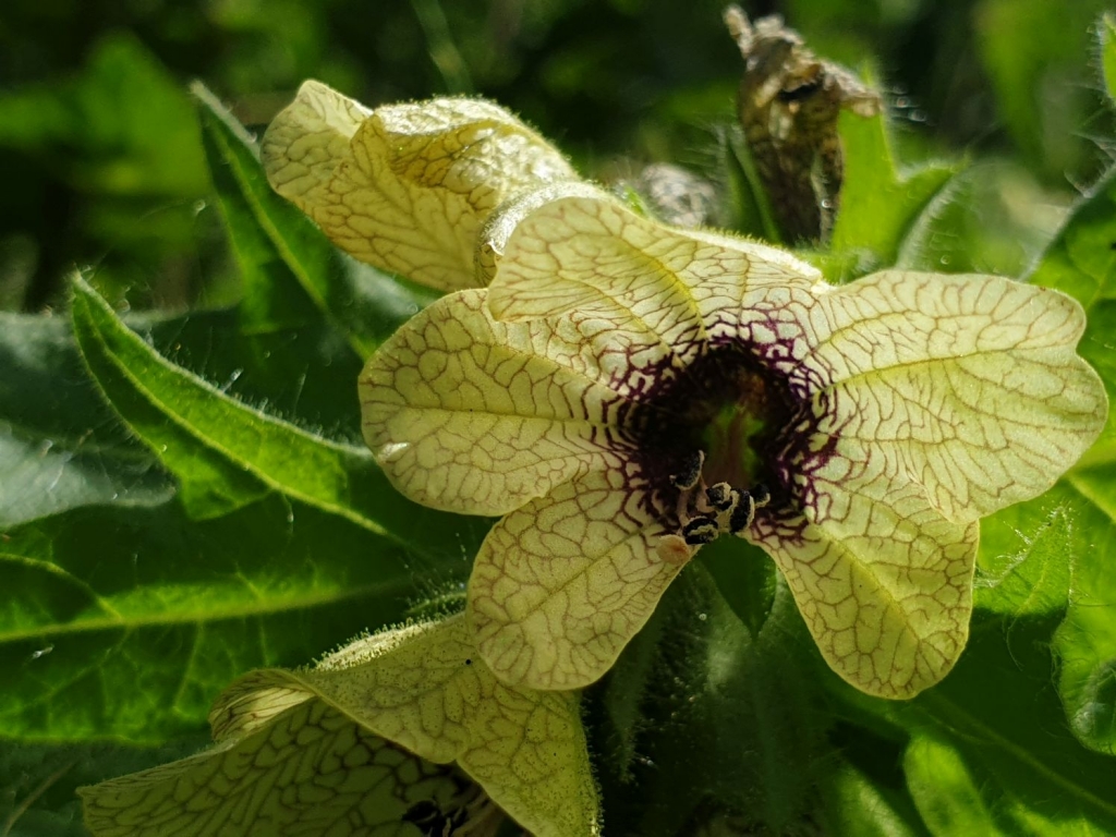 Henbane - Wild Food UK