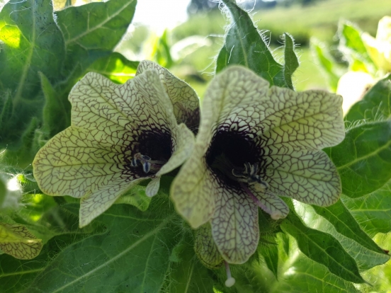 Henbane - Wild Food UK