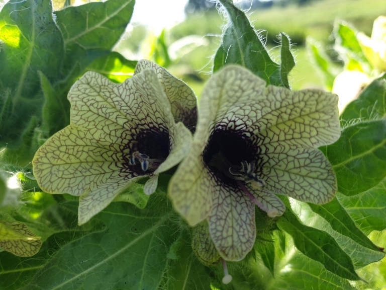 Henbane - Wild Food UK