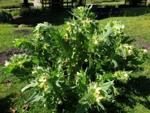 Henbane - Wild Food UK