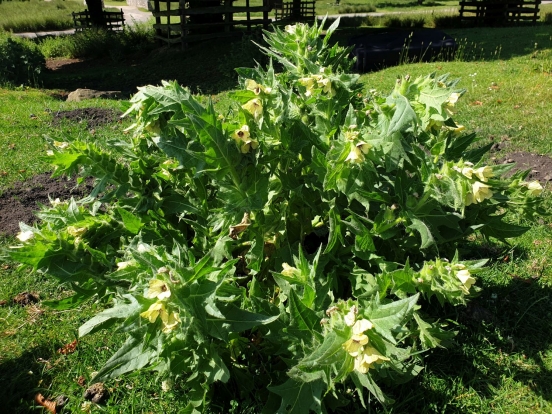Henbane - Wild Food UK