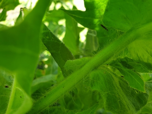 Henbane - Wild Food UK