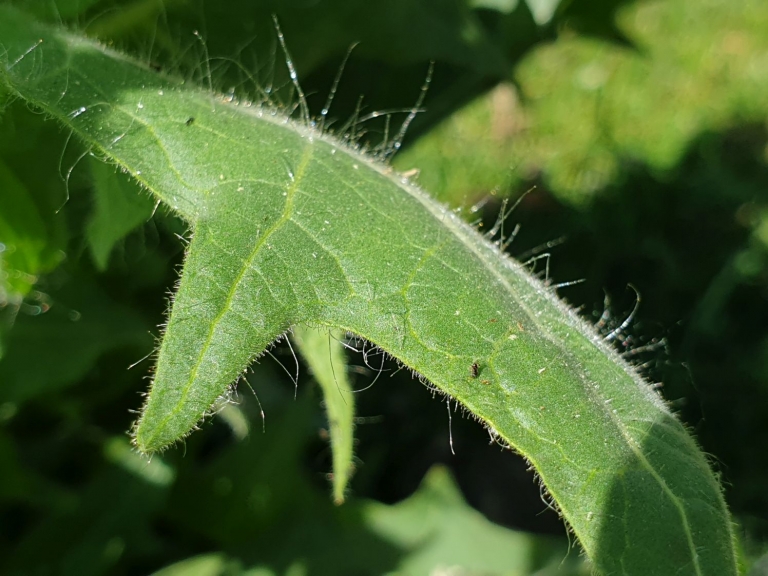 Henbane - Wild Food UK