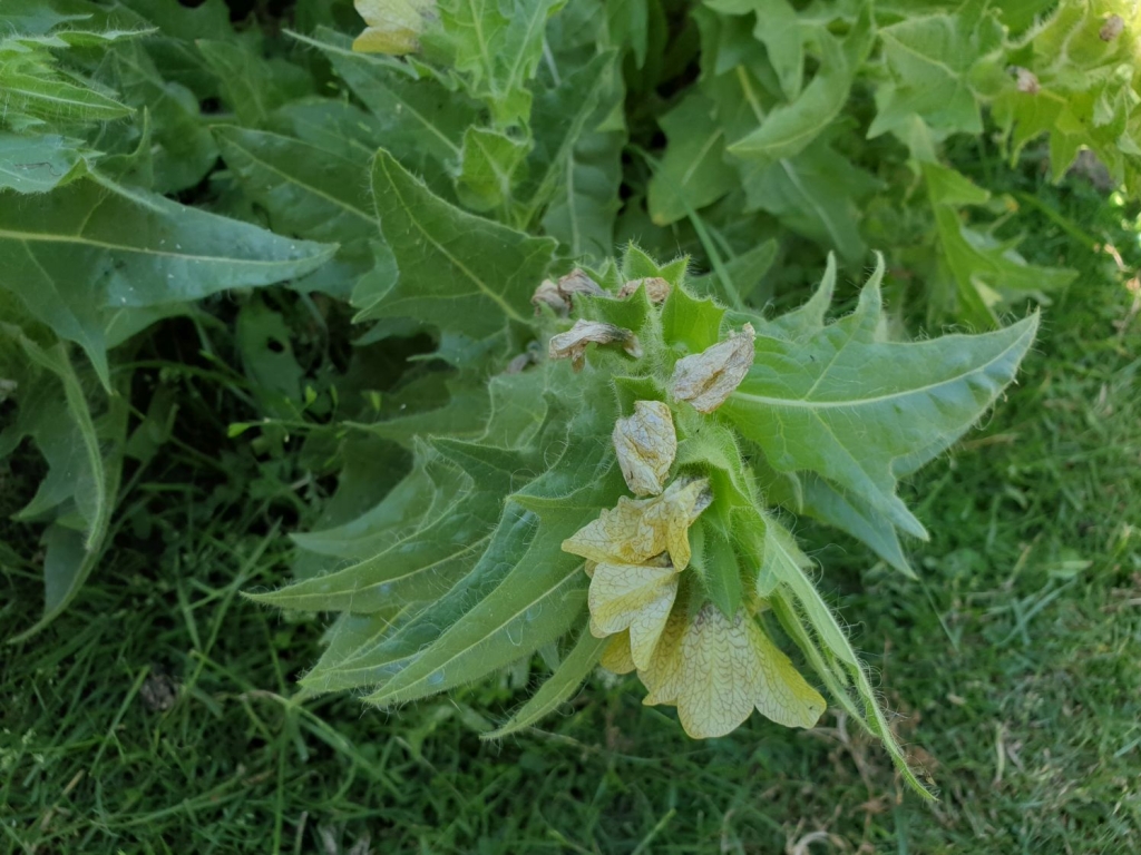 Henbane - Wild Food UK