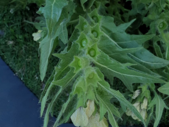Henbane - Wild Food UK