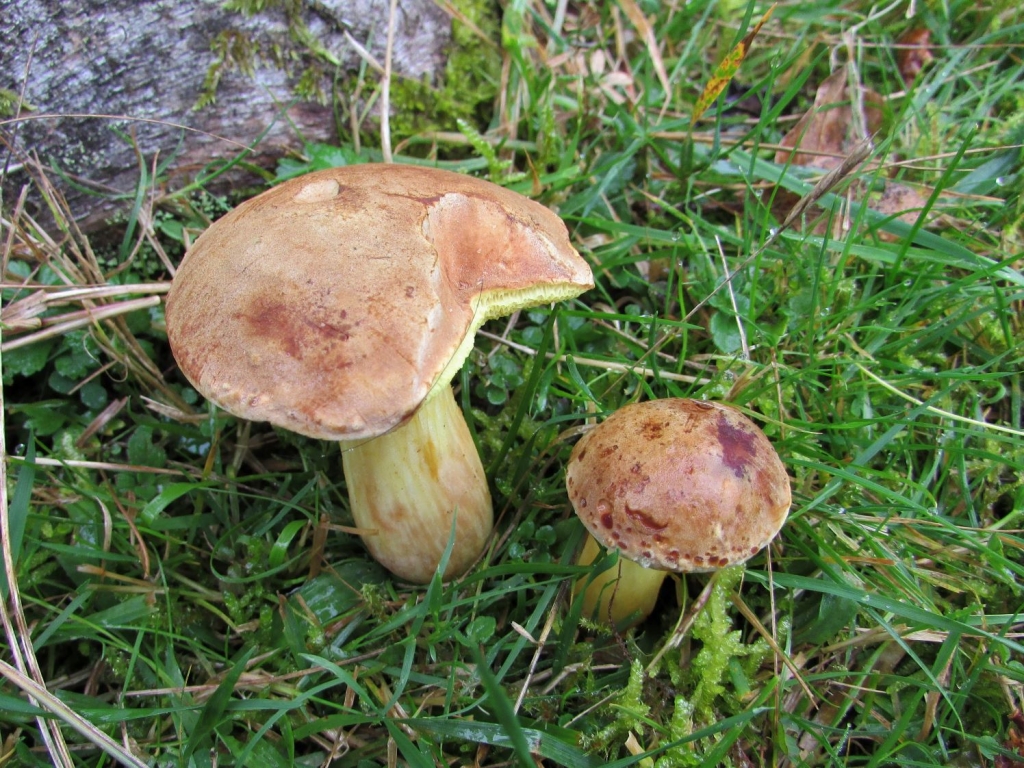 Suede Bolete - Wild Food UK