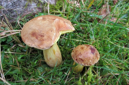 Wild UK Mushrooms (Fungi): Guide to Identification & Picking