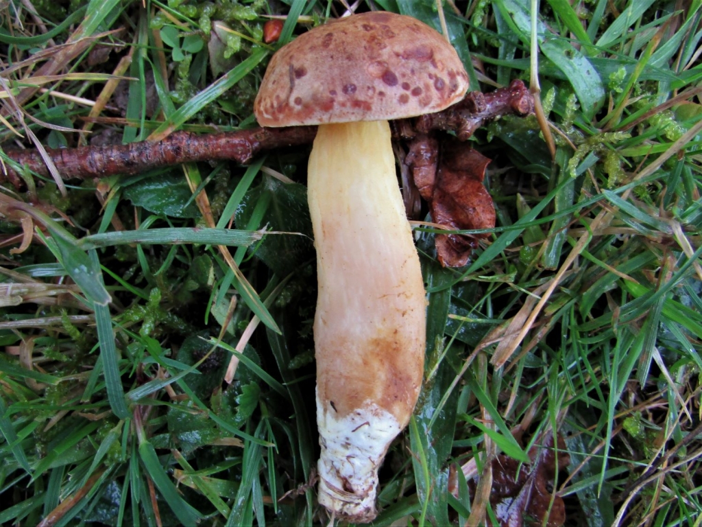 Suede Bolete - Wild Food UK