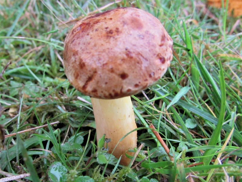 Suede Bolete - Wild Food UK