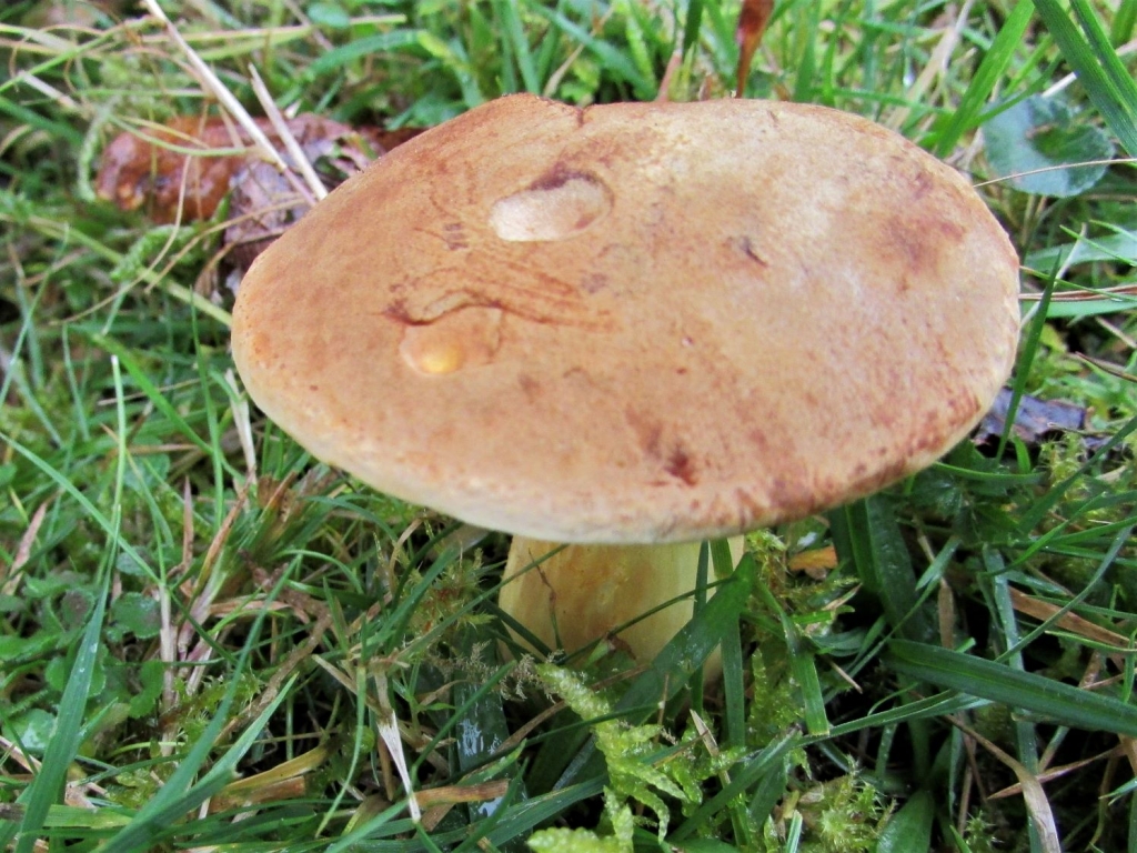 Suede Bolete - Wild Food UK