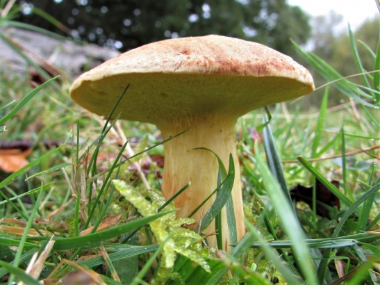 Suede Bolete - Wild Food UK