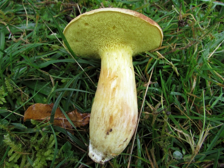 Suede Bolete - Wild Food UK